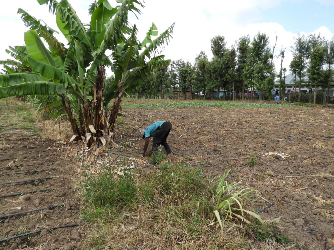 Doyle Farm - Growing a good life - Rafiki Mwema